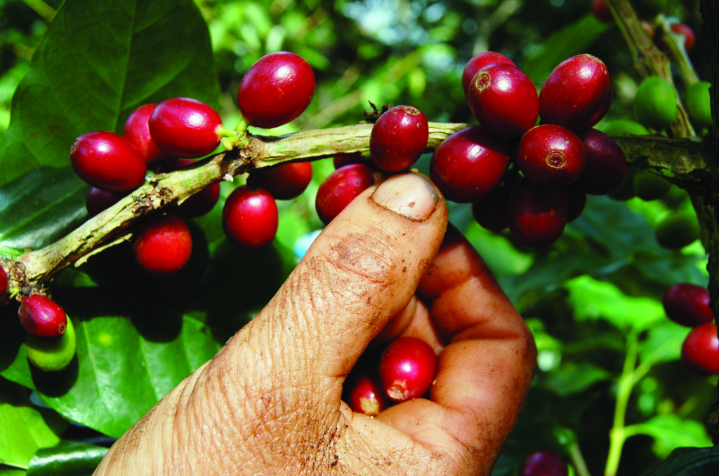 Comisión Europea protege el café Valdesia de República Dominicana