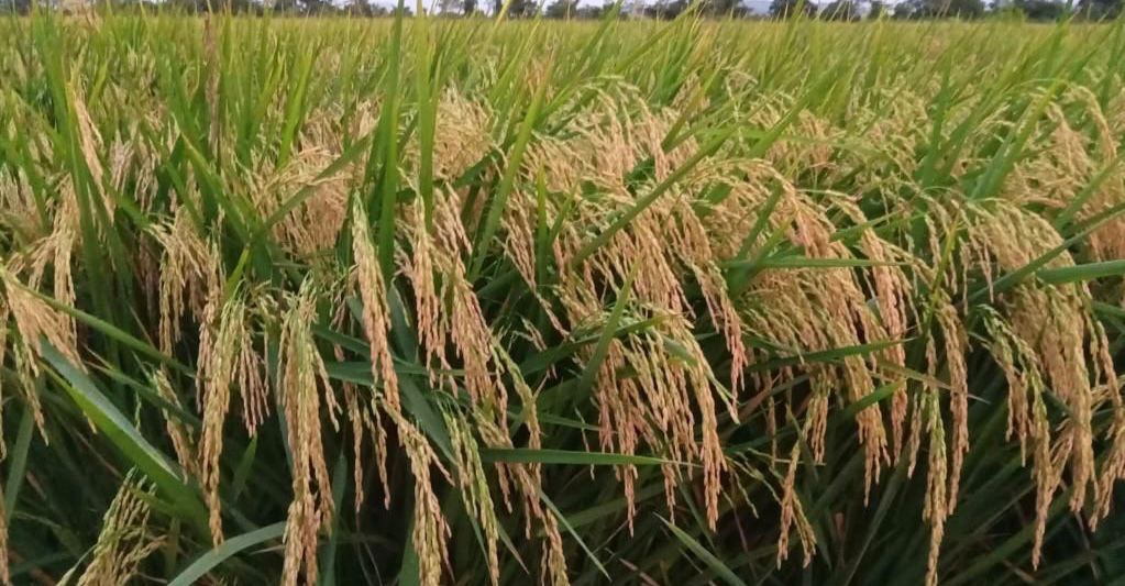 Escogen a Prodal como Agroempresa del Año 2023