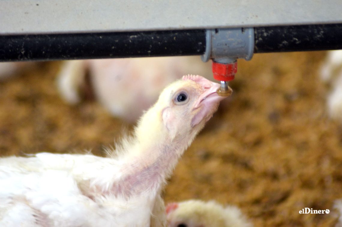 proceso-produccion-de-pollos - Periódico elDinero